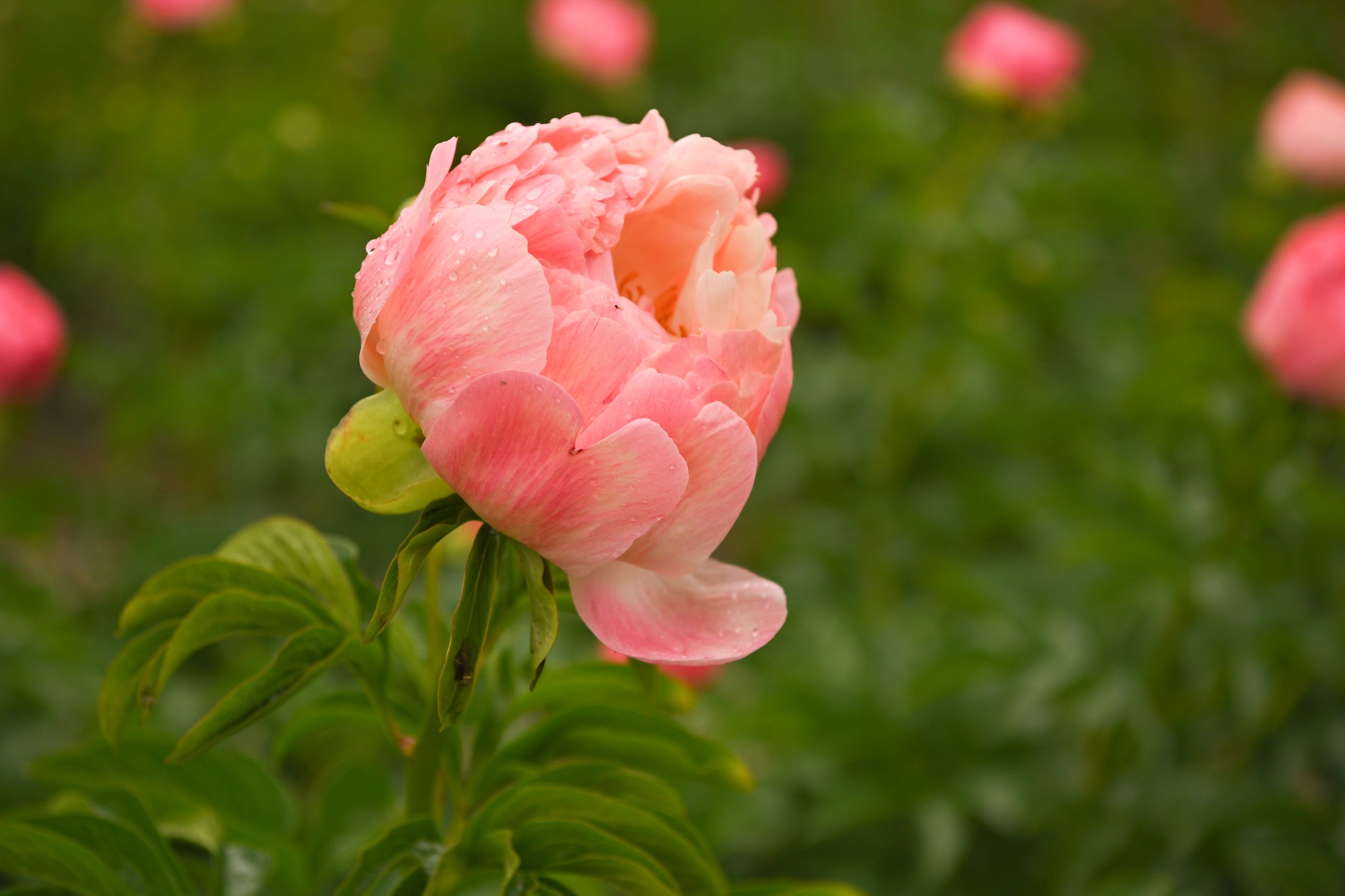 România Frumoasă – Sărbătoarea Bujorului – Floarea Națională a României ...